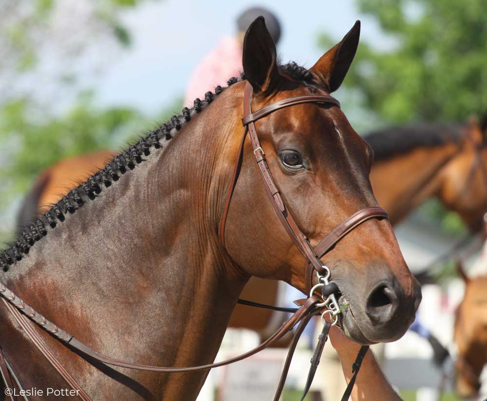 English Bits & Accessories – Tack N More